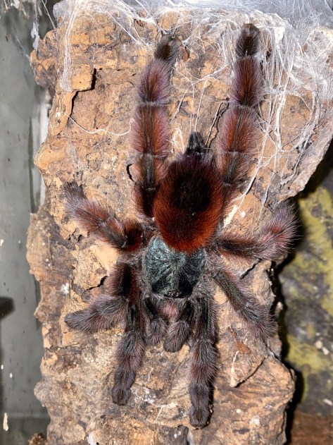 The Antilles Pinktoe Tarantula: A Jewel of the Caribbean Forests