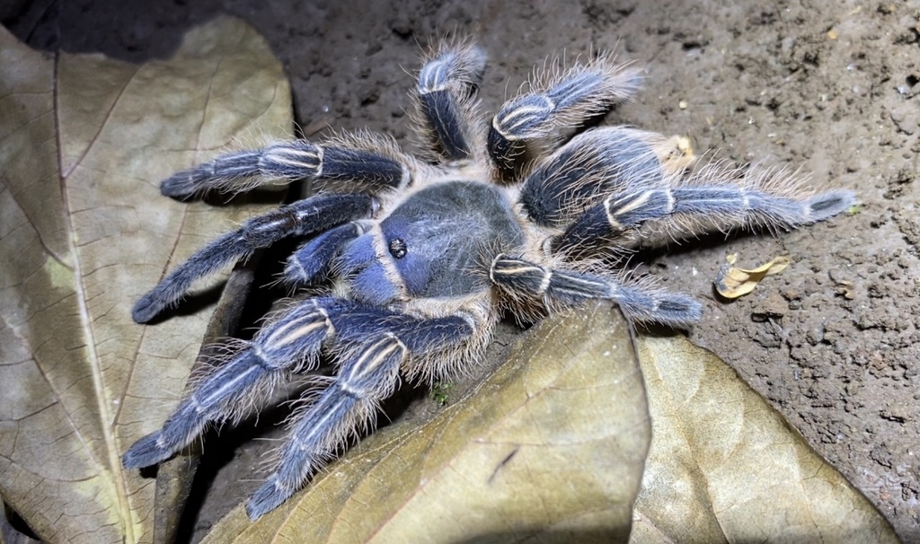 The Costa Rican Zebra Tarantula: A Striped Beauty of the Dry Forests