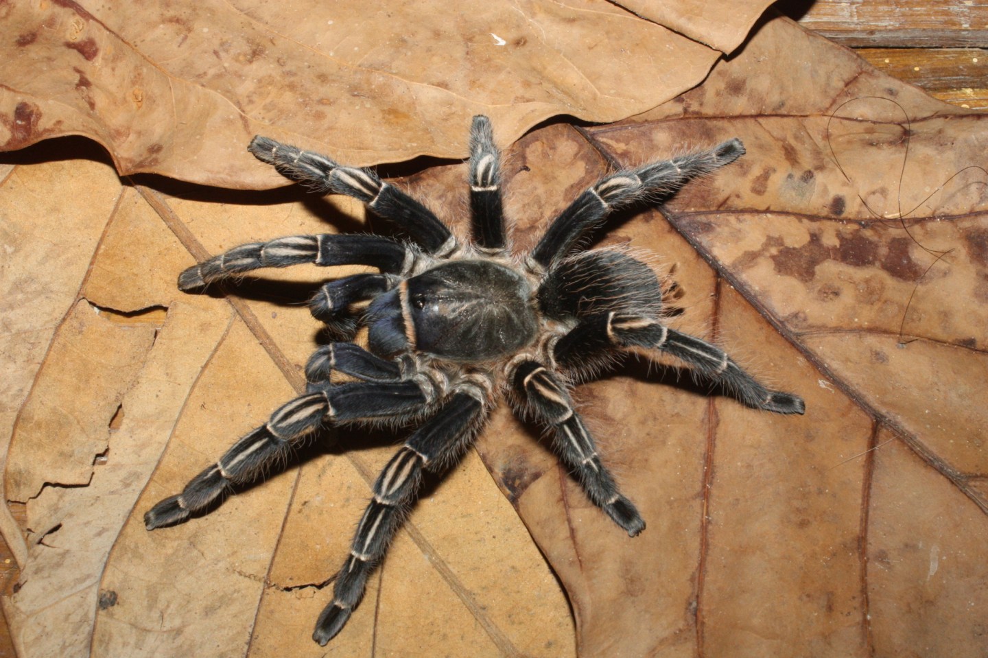 The Costa Rican Zebra Tarantula: A Striped Beauty of the Dry Forests