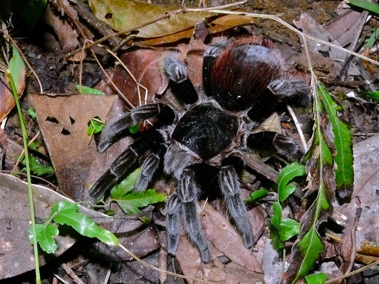 The Mexican Red Rump: A Striking Weaver of the Americas
