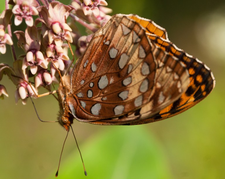 The Great Spangled Fritillary: A Dazzling Jewel of North American Meadows
