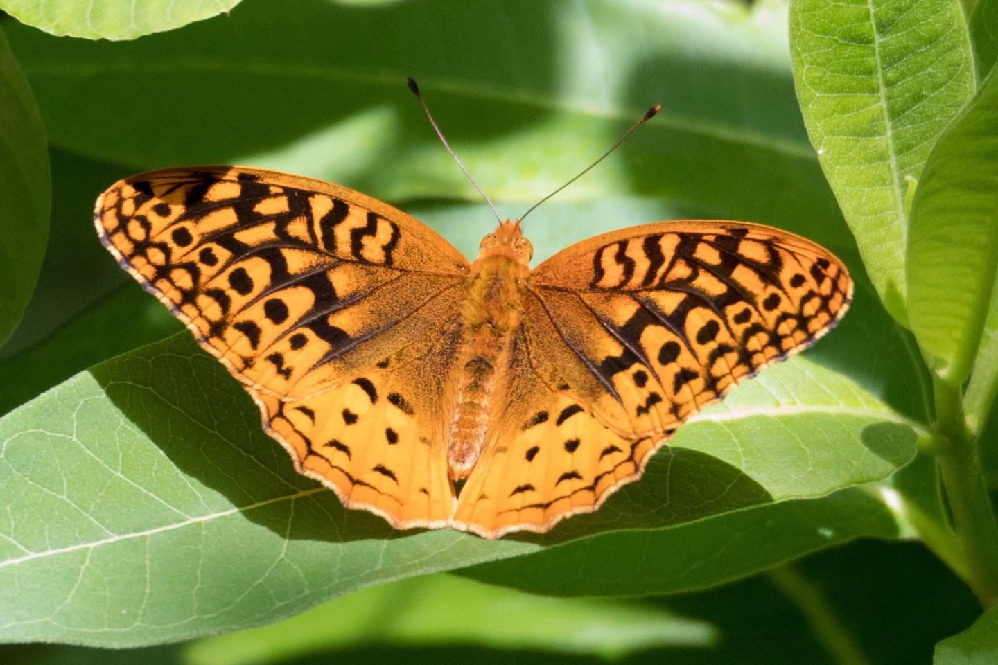 The Great Spangled Fritillary: A Dazzling Jewel of North American Meadows