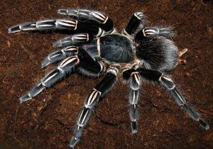 The Costa Rican Zebra Tarantula: A Striped Beauty of the Dry Forests