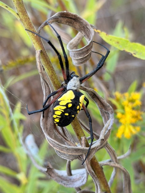Argiope aurantia: The Striking “Black and Yellow Garden Spider” of ...
