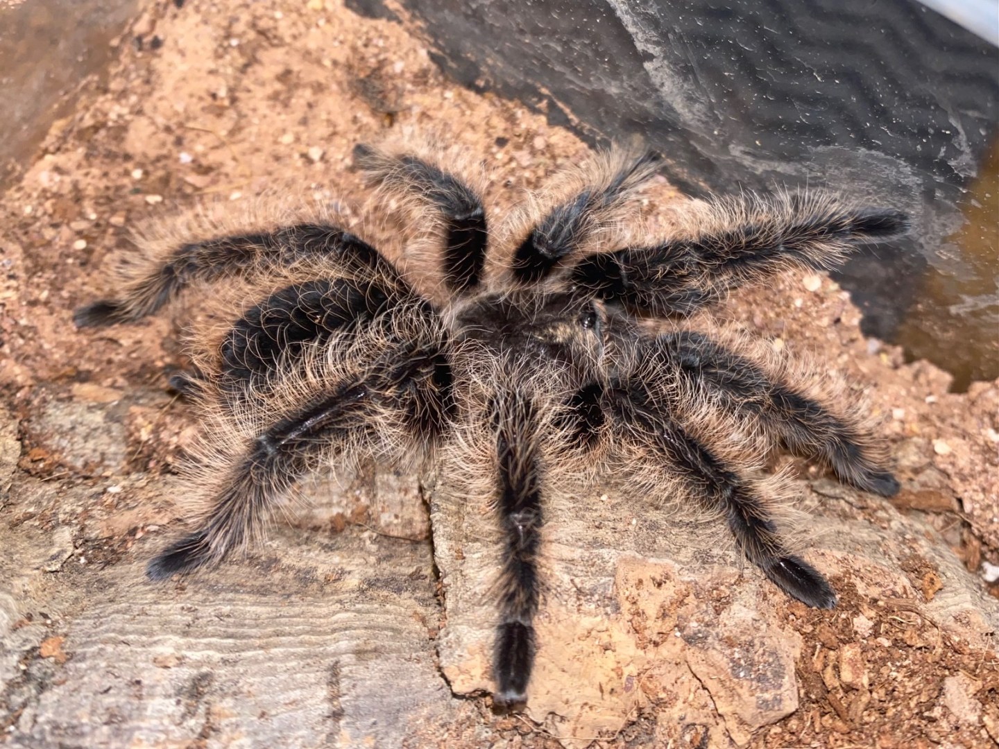🧸 The Fluffy Favorite: Tliltocatl albopilosus (Curly Hair Tarantula)