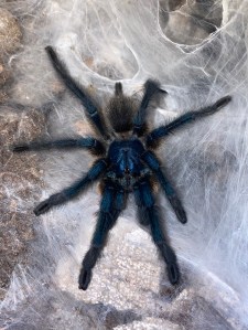 🕷️ The Socotra Island Blue Baboon: Monocentropus balfouri