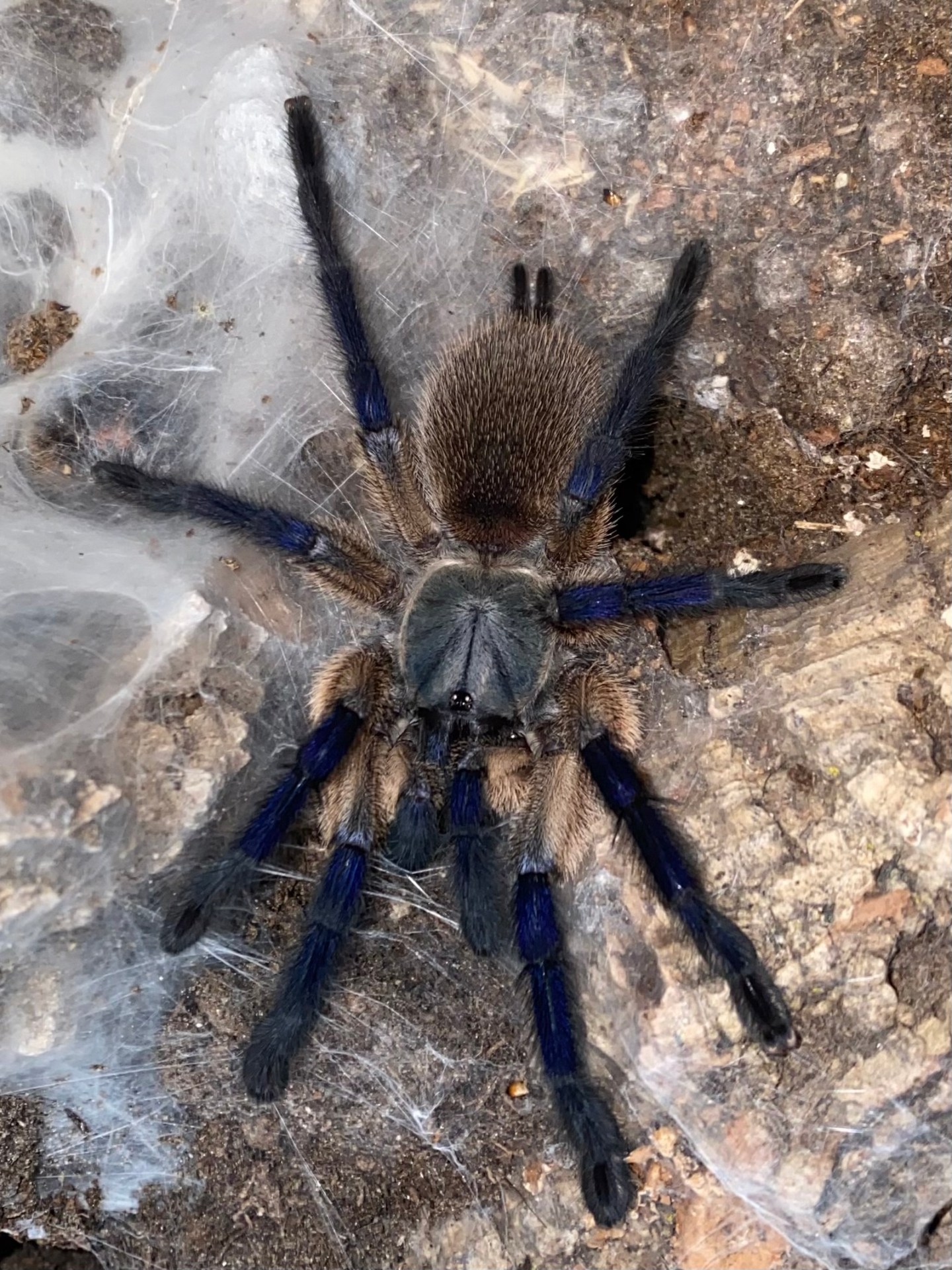 🕷️ The Socotra Island Blue Baboon: Monocentropus balfouri