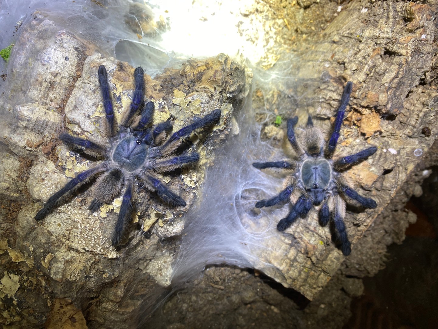 🕷️ The Socotra Island Blue Baboon: Monocentropus balfouri