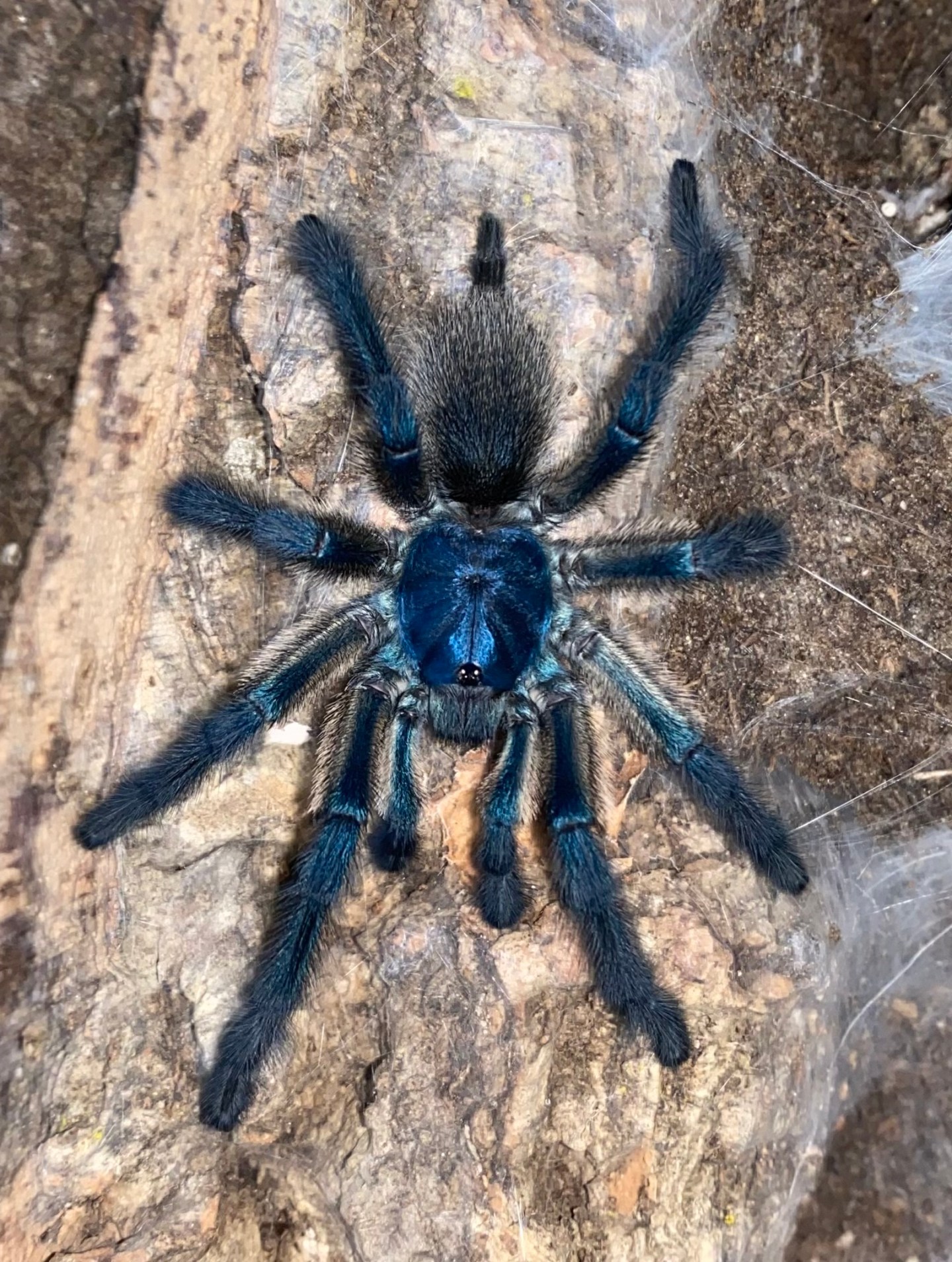 🕷️ The Socotra Island Blue Baboon: Monocentropus balfouri
