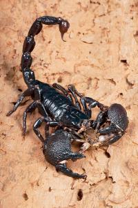 The Emperor of Arachnids: A Complete Guide to Pandinus imperator
