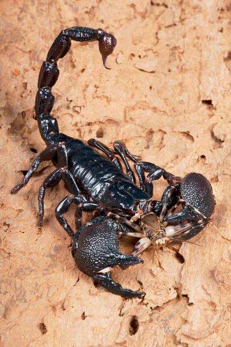The Emperor of Arachnids: A Complete Guide to Pandinus imperator