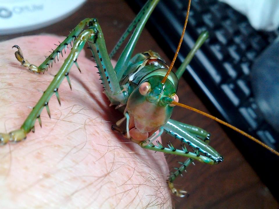 The Greater Arid-Land Katydid: Nature’s Spiny Predator