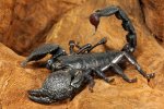 The Emperor of Arachnids: A Complete Guide to Pandinus imperator