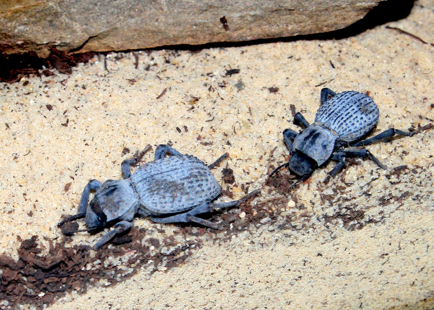 The Art of Playing Dead: The Secrets of the Blue Death-Feigning Beetle