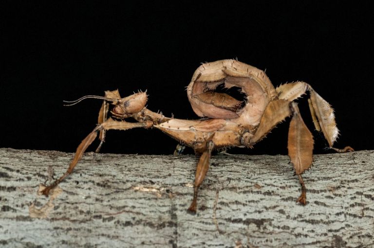 The Spiny Leaf Insect: A Masterclass in Natural Mimicry