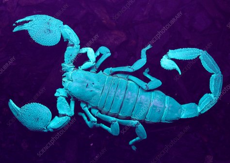 The Emperor of Arachnids: A Complete Guide to Pandinus imperator