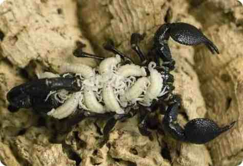 The Emperor of Arachnids: A Complete Guide to Pandinus imperator
