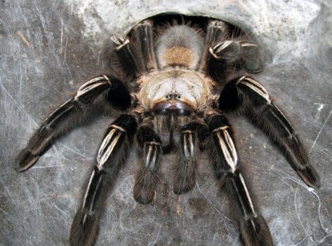 The Skeleton Tarantula: A Deep Dive into Ephebopus murinus
