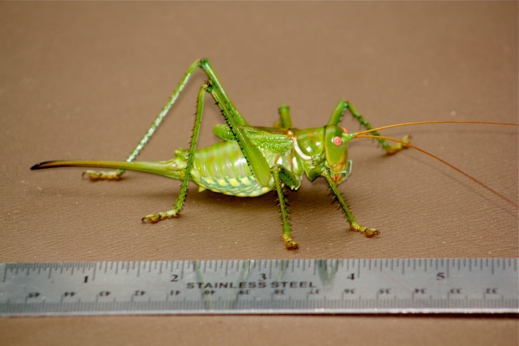 The Greater Arid-Land Katydid: Nature’s Spiny Predator