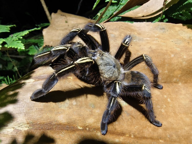 The Skeleton Tarantula: A Deep Dive into Ephebopus murinus