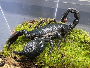 The Emperor of Arachnids: A Complete Guide to Pandinus imperator